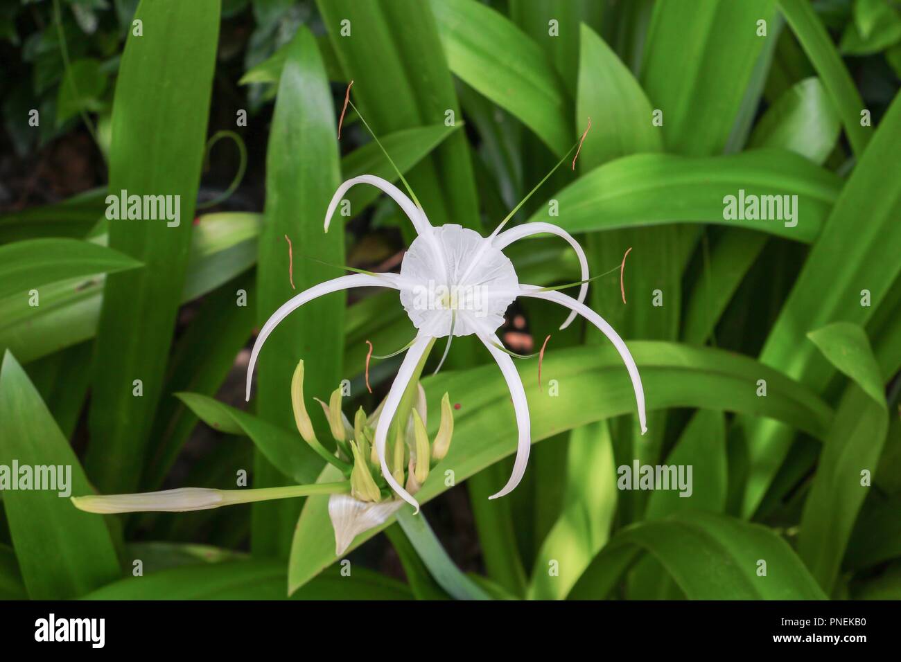 Spider Lily flower white in a garden ( Crinum asiaticum Stock Photo - Alamy
