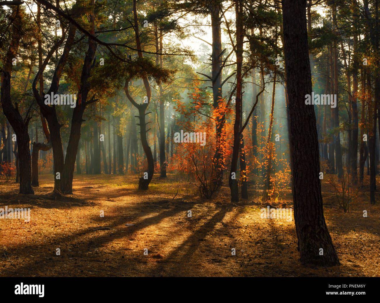 walk in the autumn forest. Morning. Sunlight. Sun rays Stock Photo - Alamy