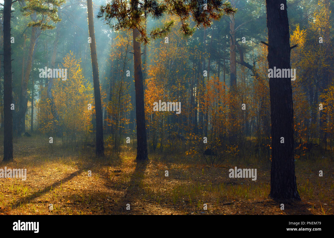 walk in the autumn forest. Morning. Sunlight. Sun rays Stock Photo - Alamy