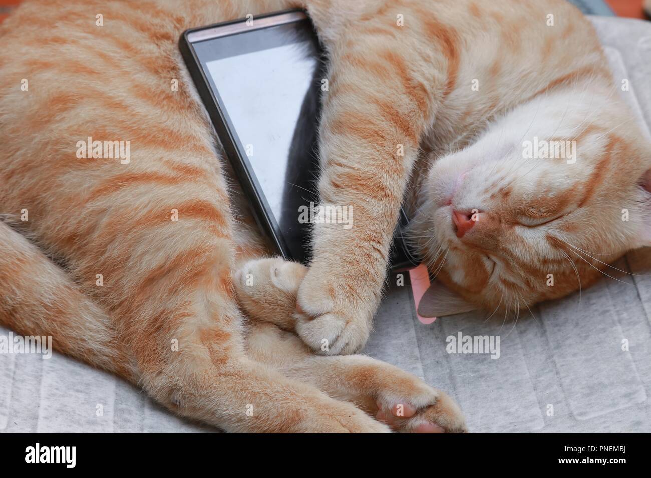 orange tabby cat sleep with mobile phone on old chair Stock Photo - Alamy
