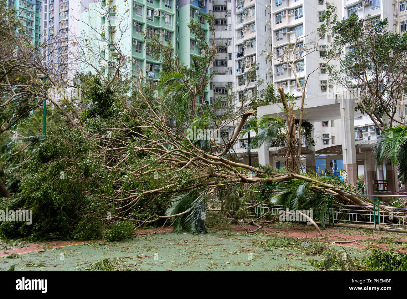 Hong kong typhoon tree hi-res stock photography and images - Alamy