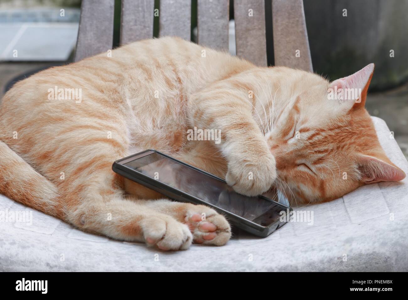 orange tabby cat sleep with mobile phone on old chair Stock Photo - Alamy