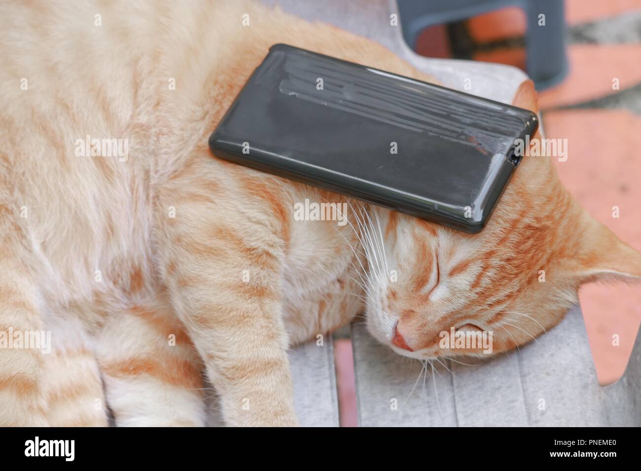 orange tabby cat sleep with mobile phone on old chair Stock Photo - Alamy