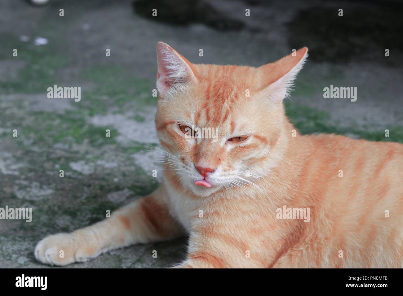 Orange cat Close up, beautiful and lovely Stock Photo - Alamy
