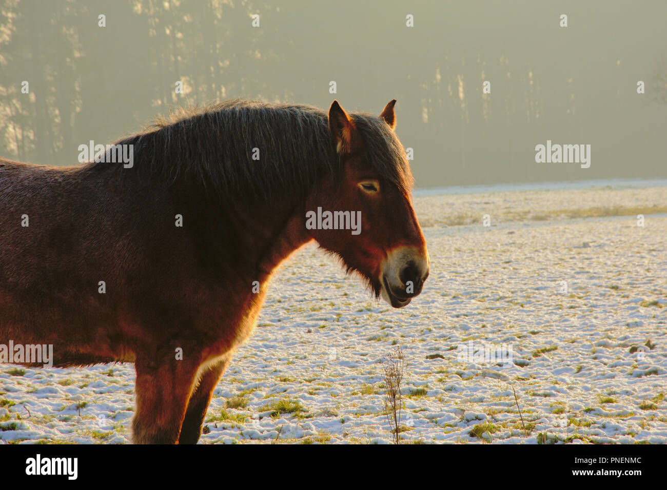 Animal portrait of brown belgian heavy horse standing in a meadow with ...