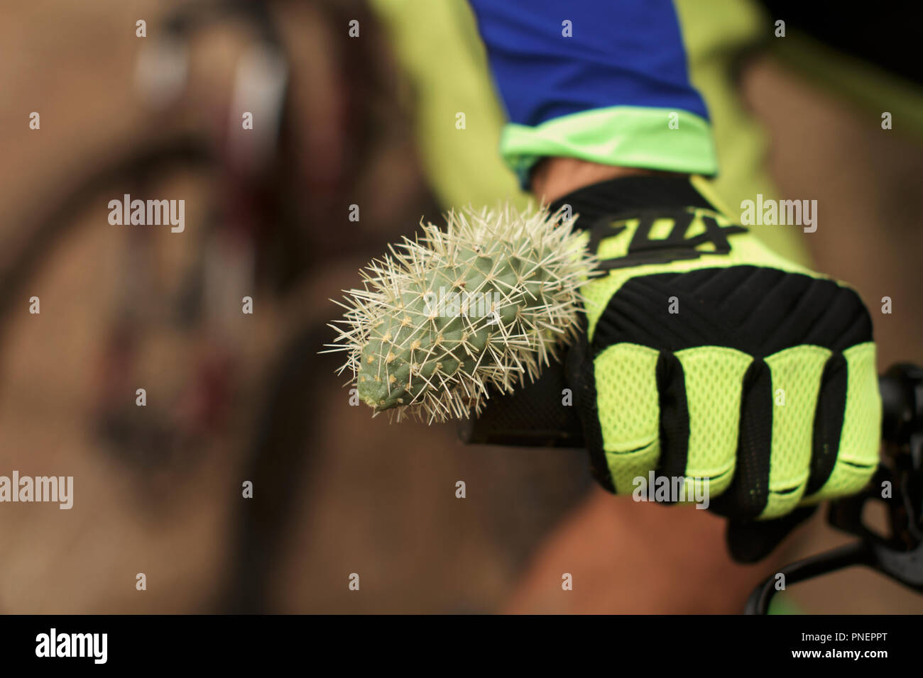 Cholla Cactus Attack