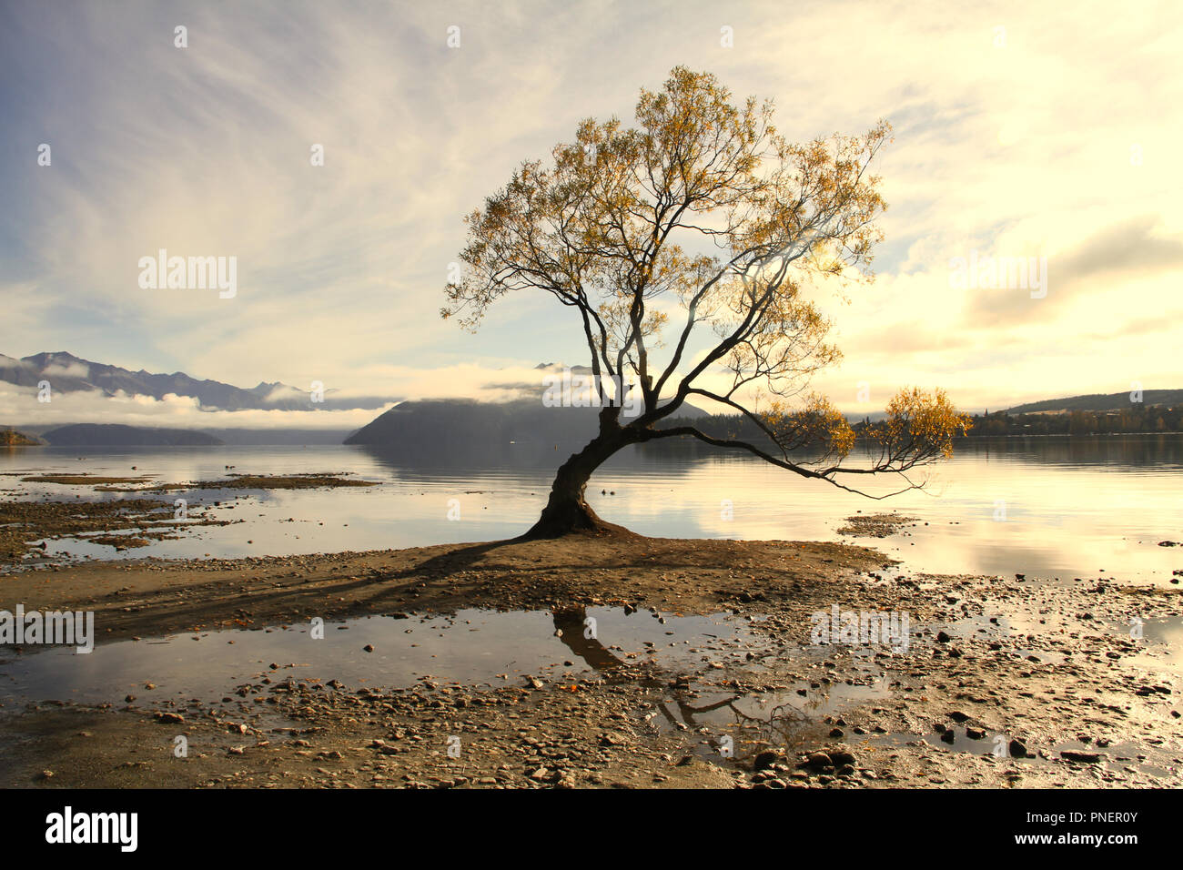 That Wanaka Tree Stock Photos & That Wanaka Tree Stock Images - Alamy