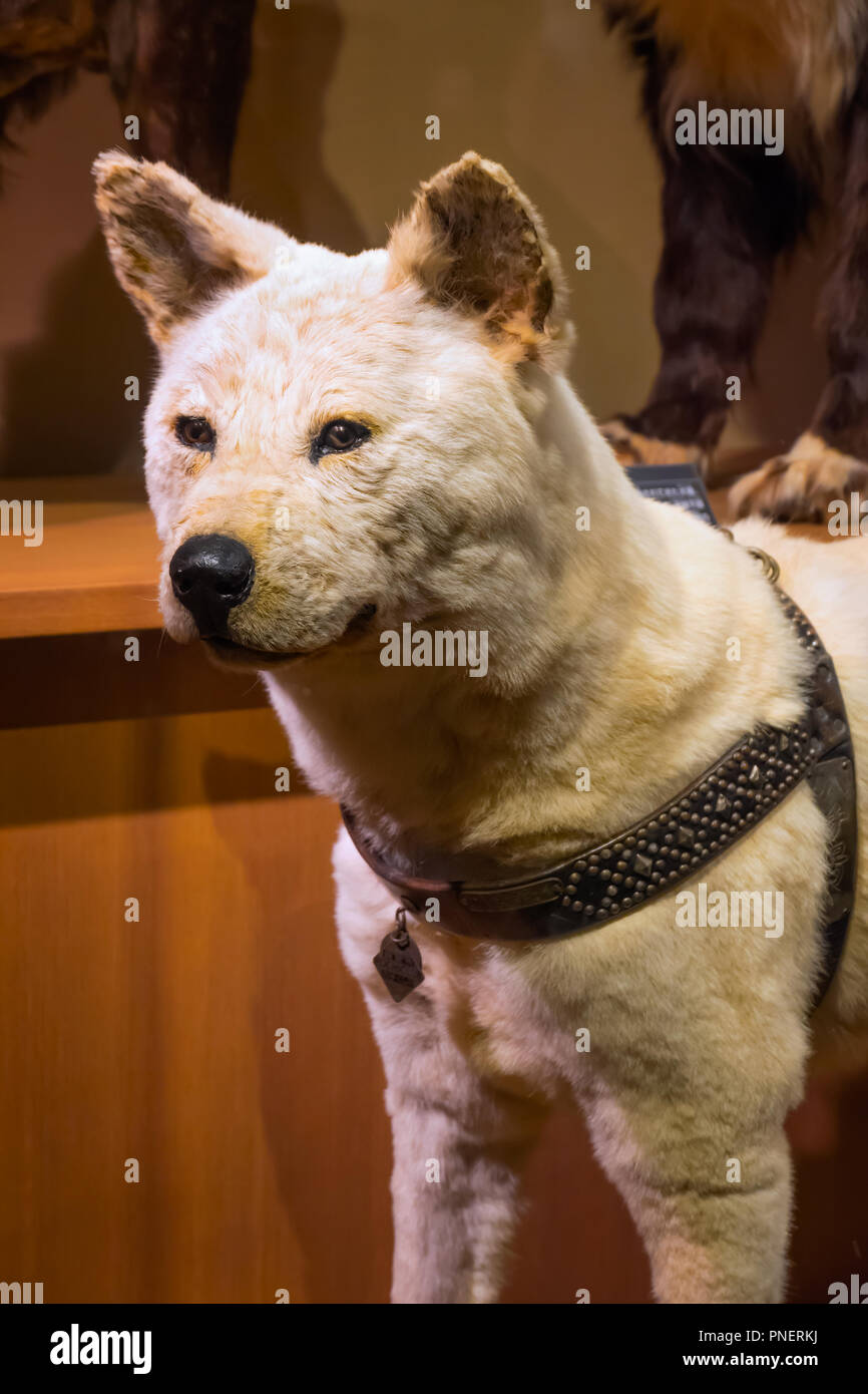 TOKYO, JAPAN - APRIL 29 2018: Hachiko, a faithful Akita Inu dog that ...