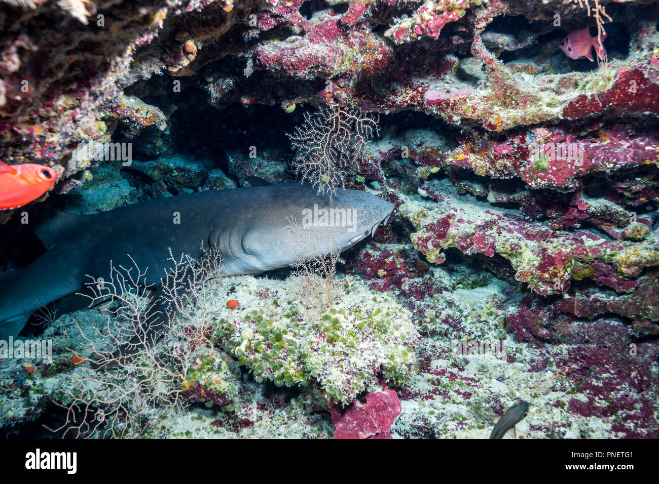 Requin dormeur hi-res stock photography and images - Alamy