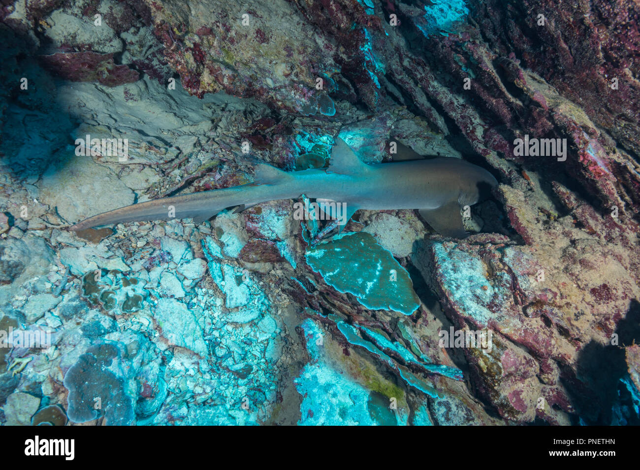 Requin dormeur hi-res stock photography and images - Alamy