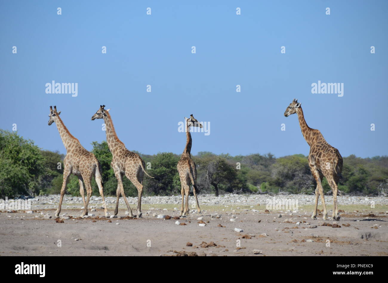 Etosha National Park, Namibia Stock Photo - Alamy