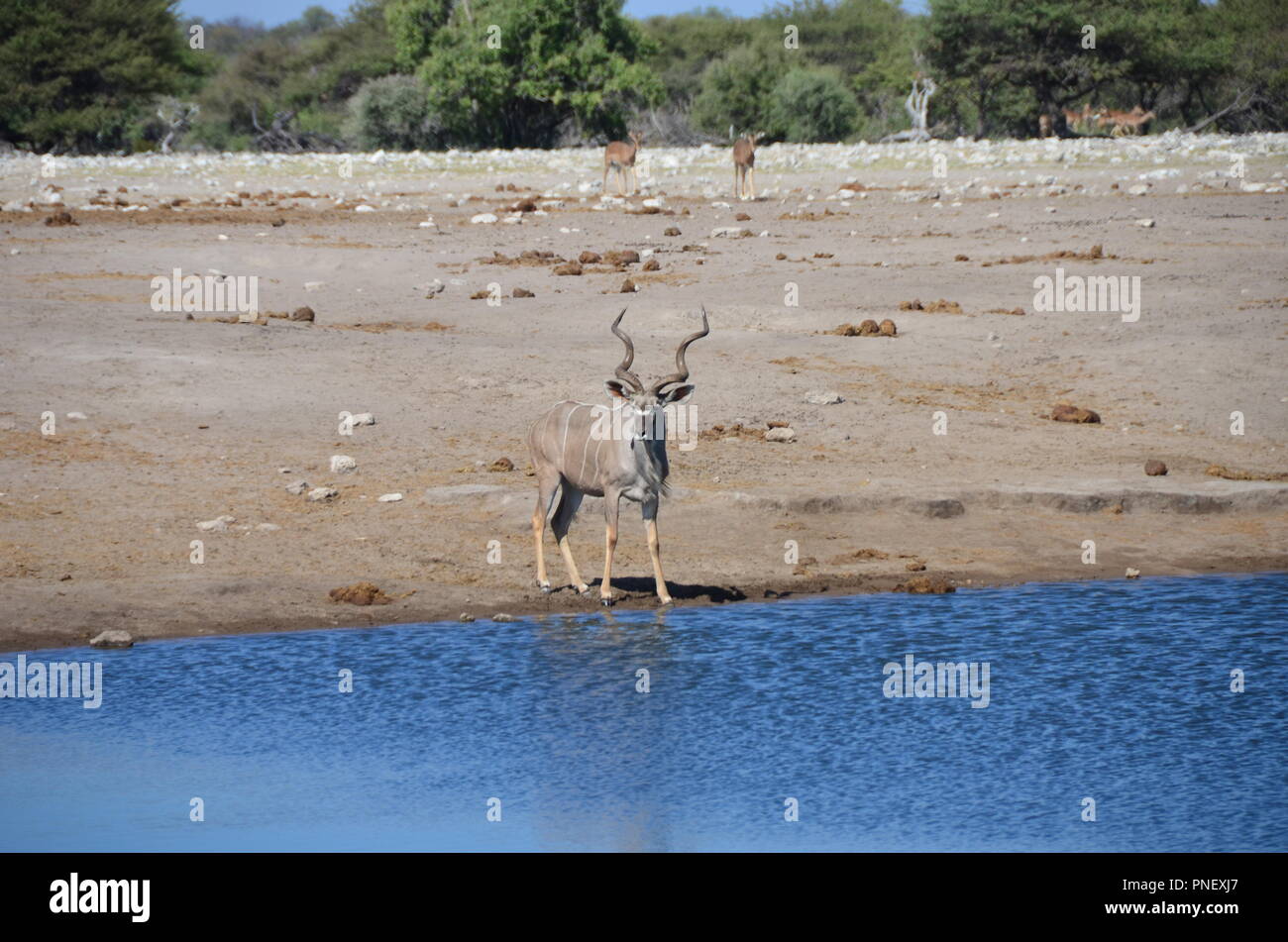 Etosha National Park, Namibia Stock Photo - Alamy