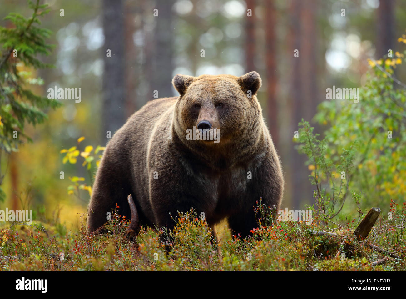 Front view portrait of a big brown bear in a forest Stock Photo - Alamy