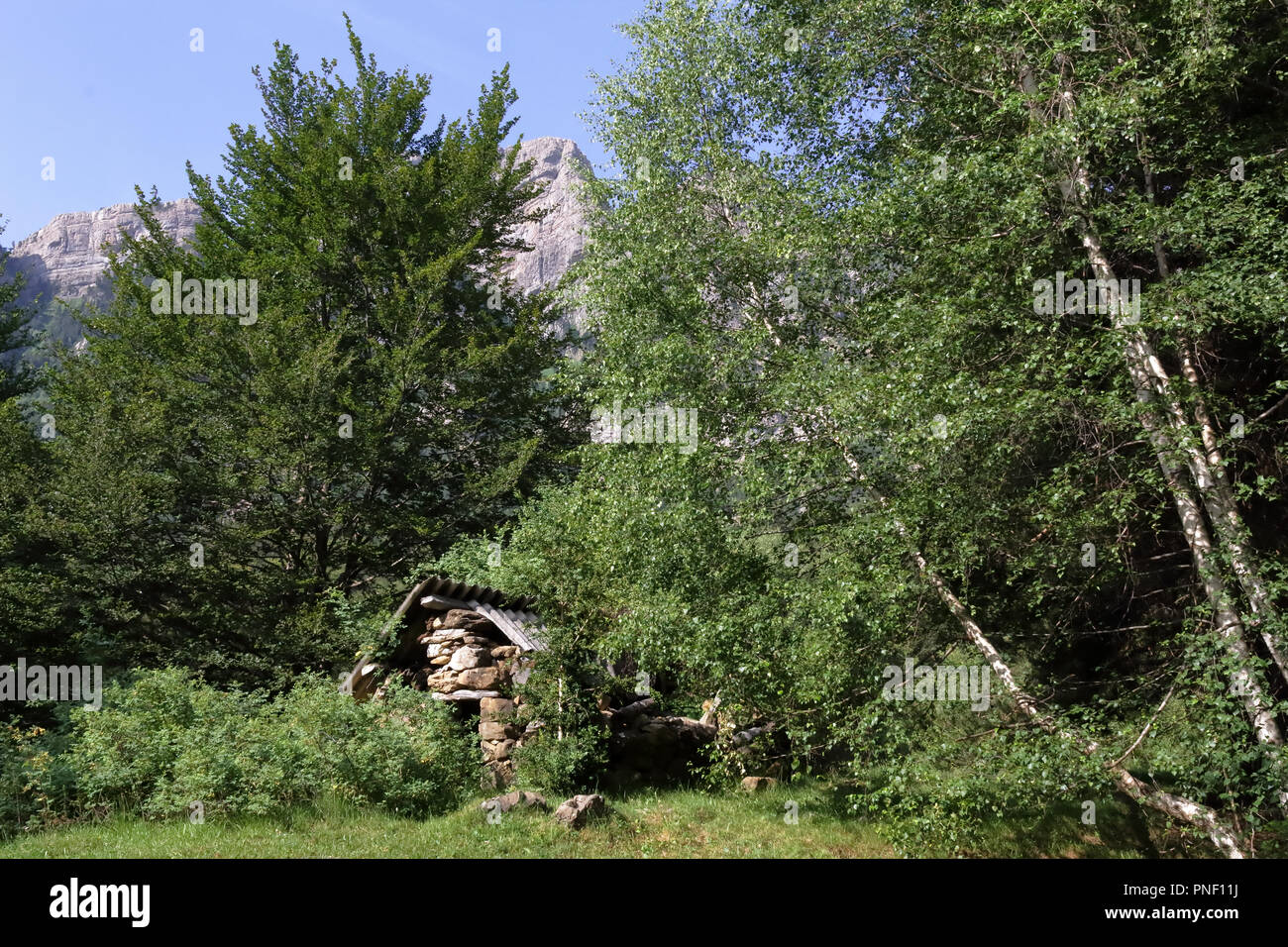 An abandoned wood and stone hut in the Piedrafita de Jaca forest in the ...