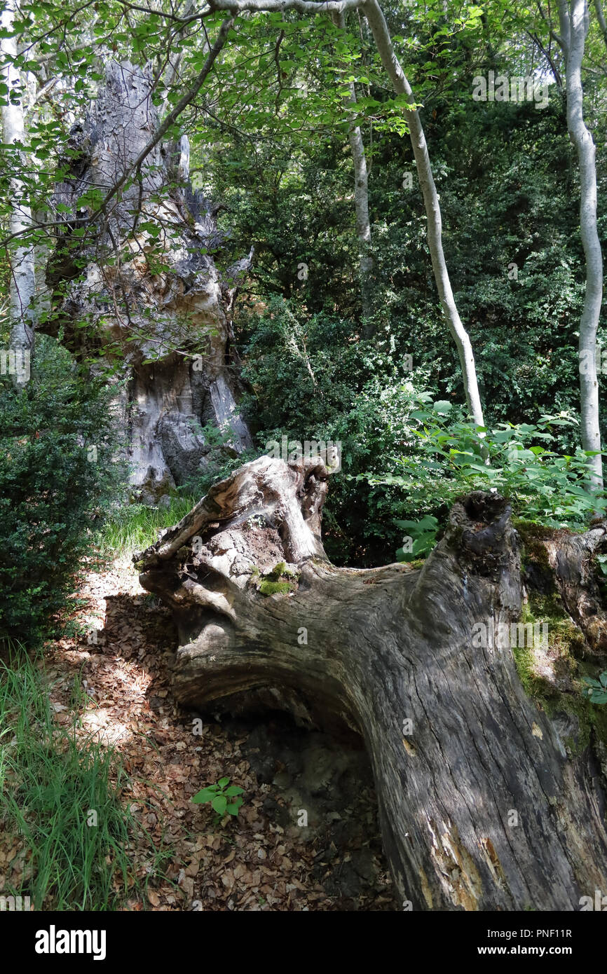 A fallen wood trunk and stomp along the green path to the Piedrafita de ...