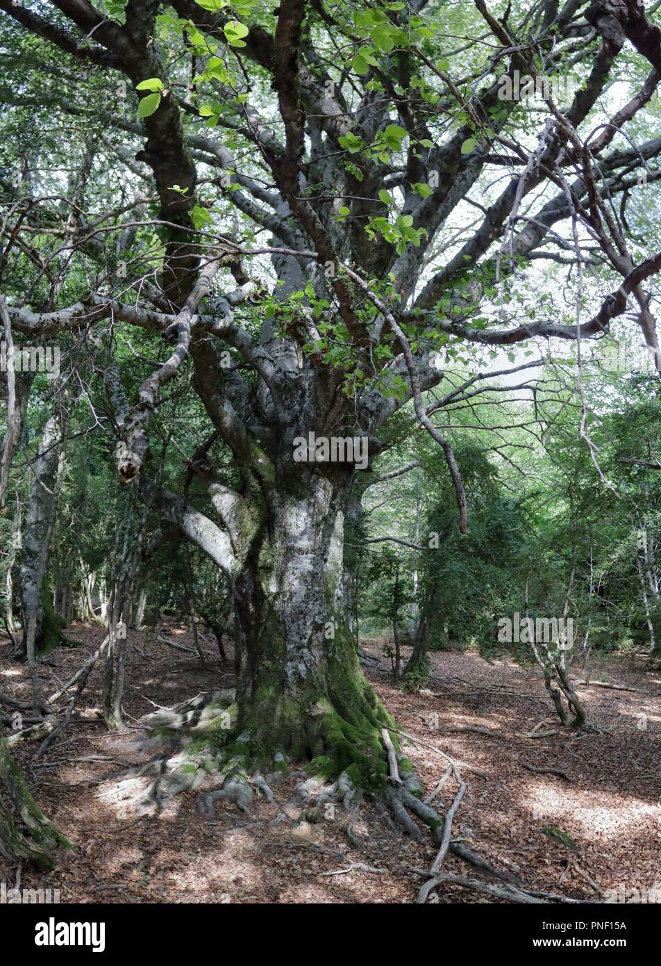 A wide angle photo of a big tree covered with moss in the Piedrafita de ...
