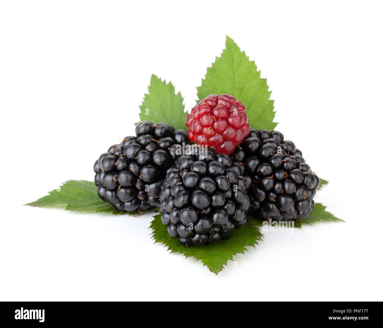 Ripe blackberry with leaves. Isolated on a white background Stock Photo ...