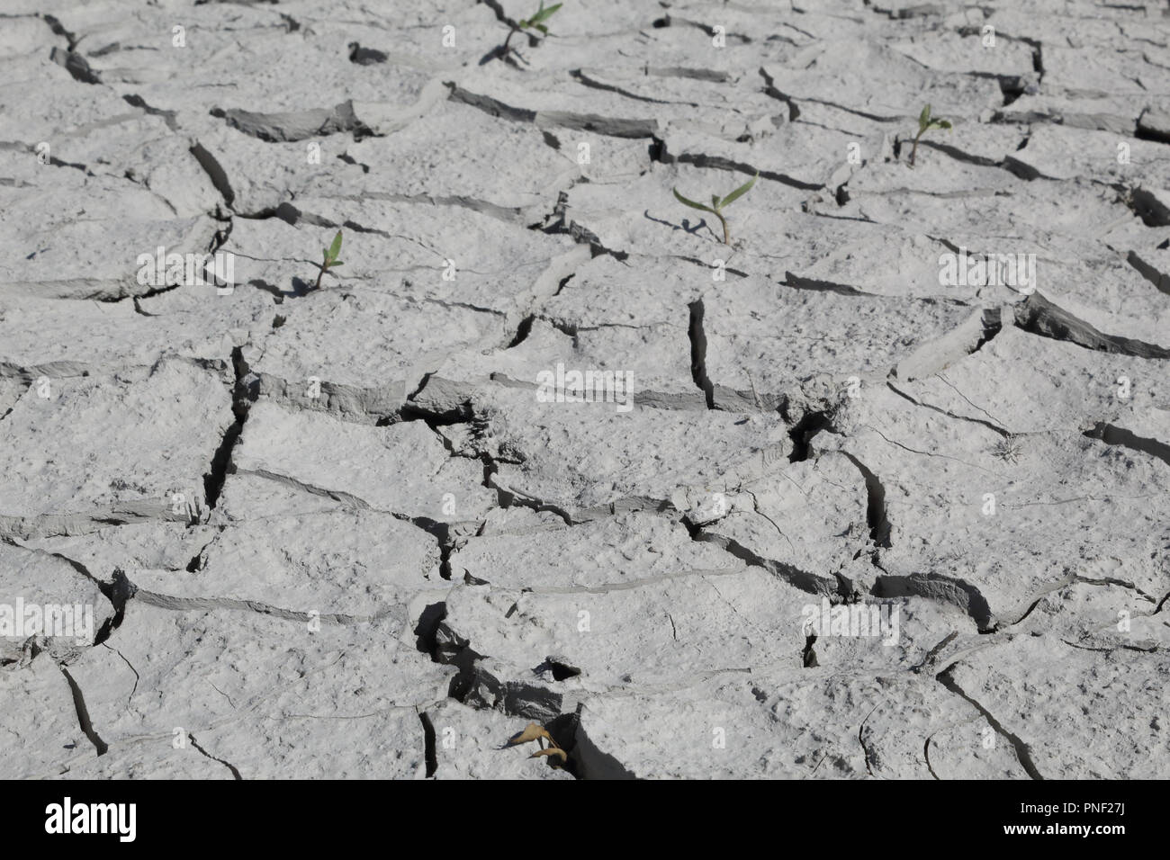 Dry cracked grey clay soil shot in perspective during a hot sunny day ...
