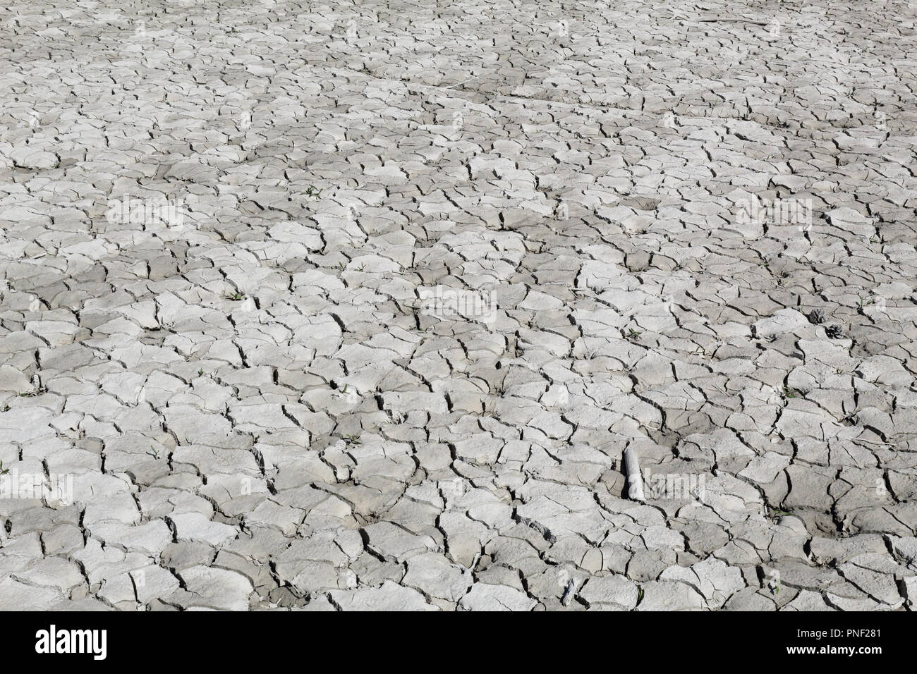 Dry cracked grey clay soil shot in perspective during a hot sunny day ...