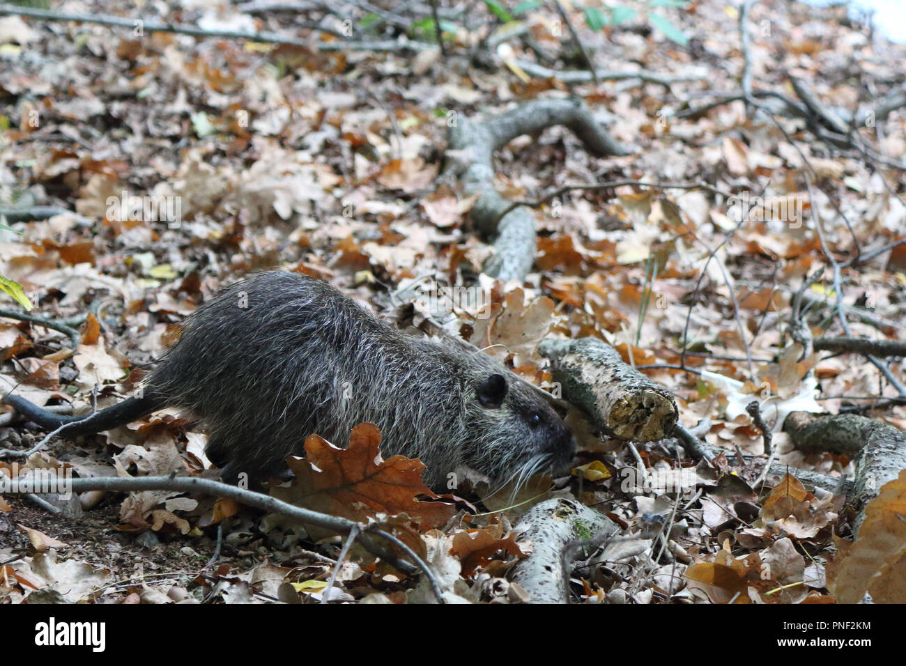 A nutria, or coypu, a large, herbivorous, semiaquatic rodent, eating an ...