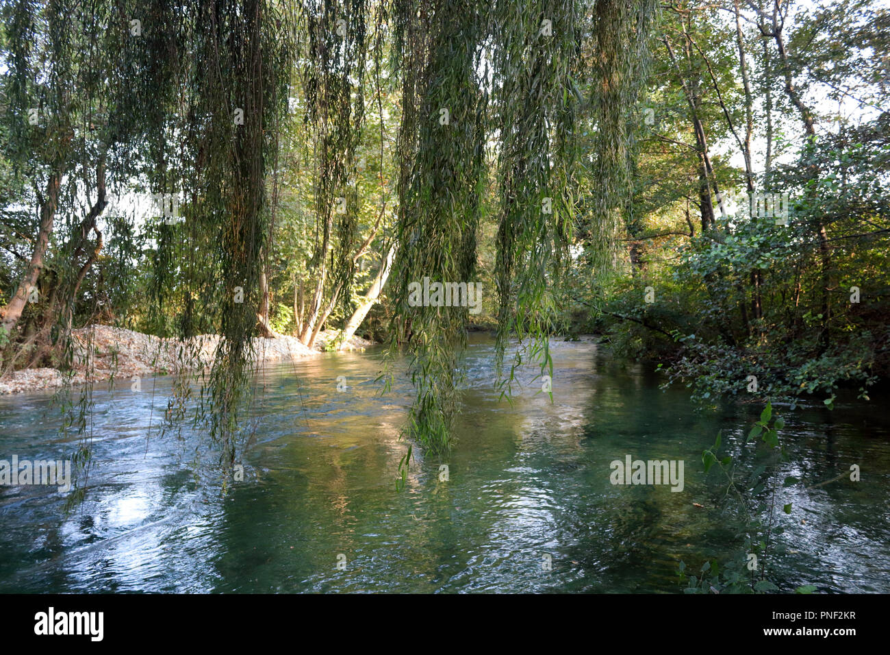 Sallow tree hi-res stock photography and images - Alamy