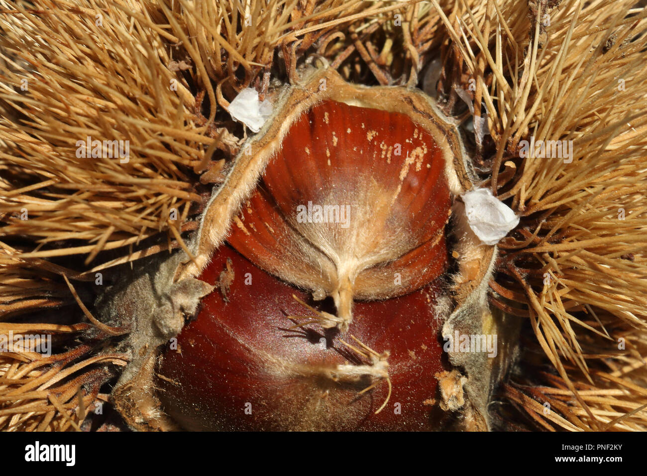 Chestnut hull hi-res stock photography and images - Alamy