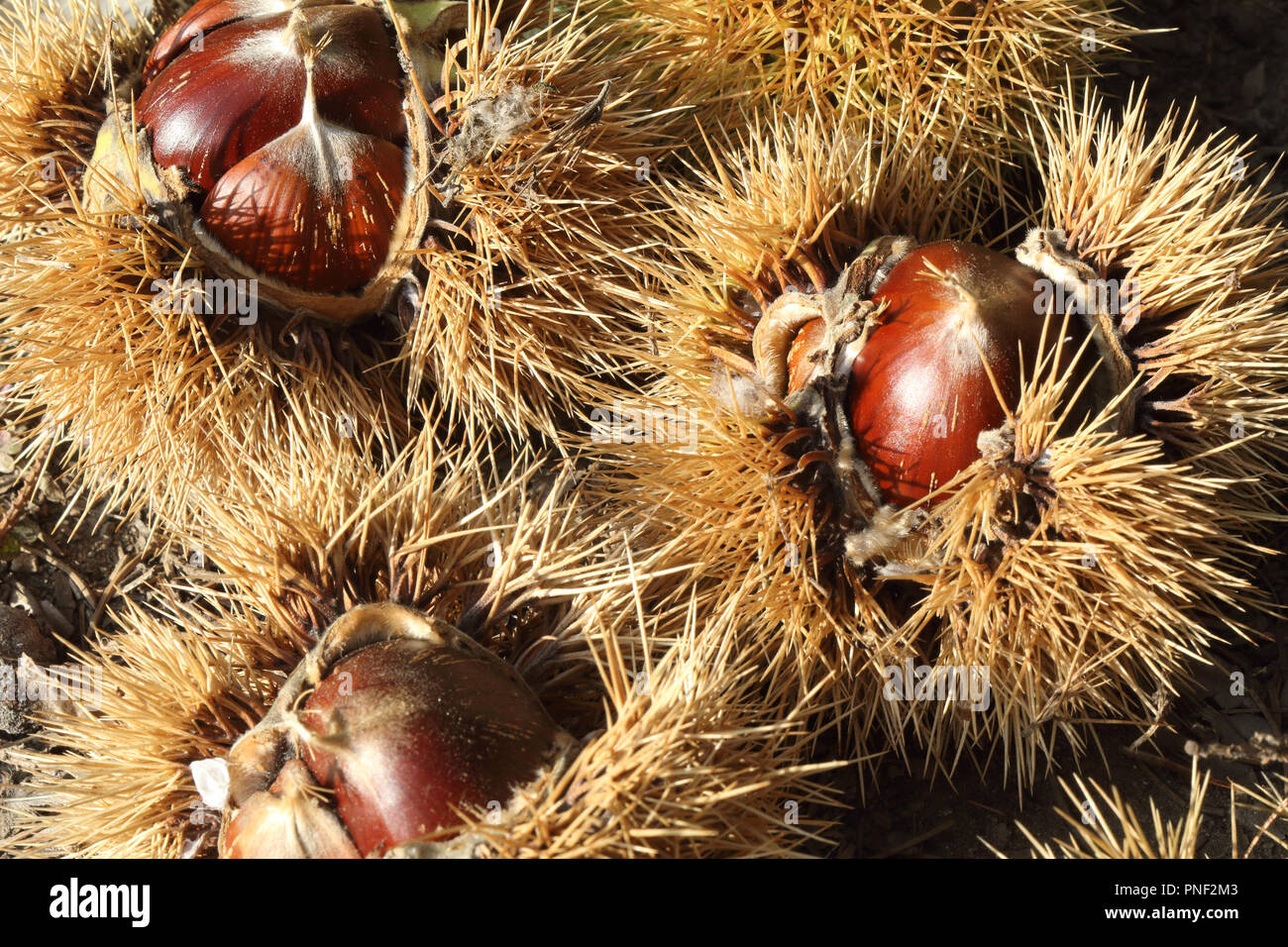 Chestnut hull hi-res stock photography and images - Alamy