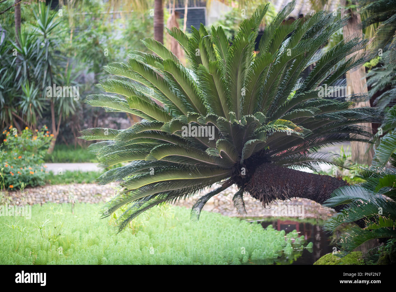Zen garden above hi-res stock photography and images - Alamy