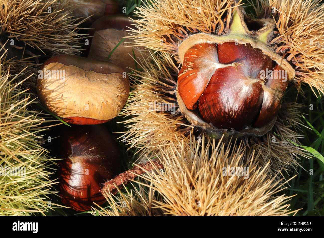 Chestnut farming hi-res stock photography and images - Alamy