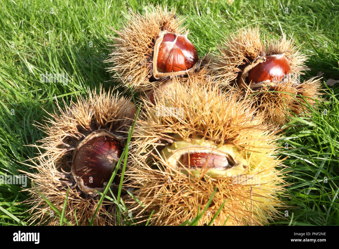 A stack of Spanish chestnuts (Castanea sativa) green and brown burrs ...