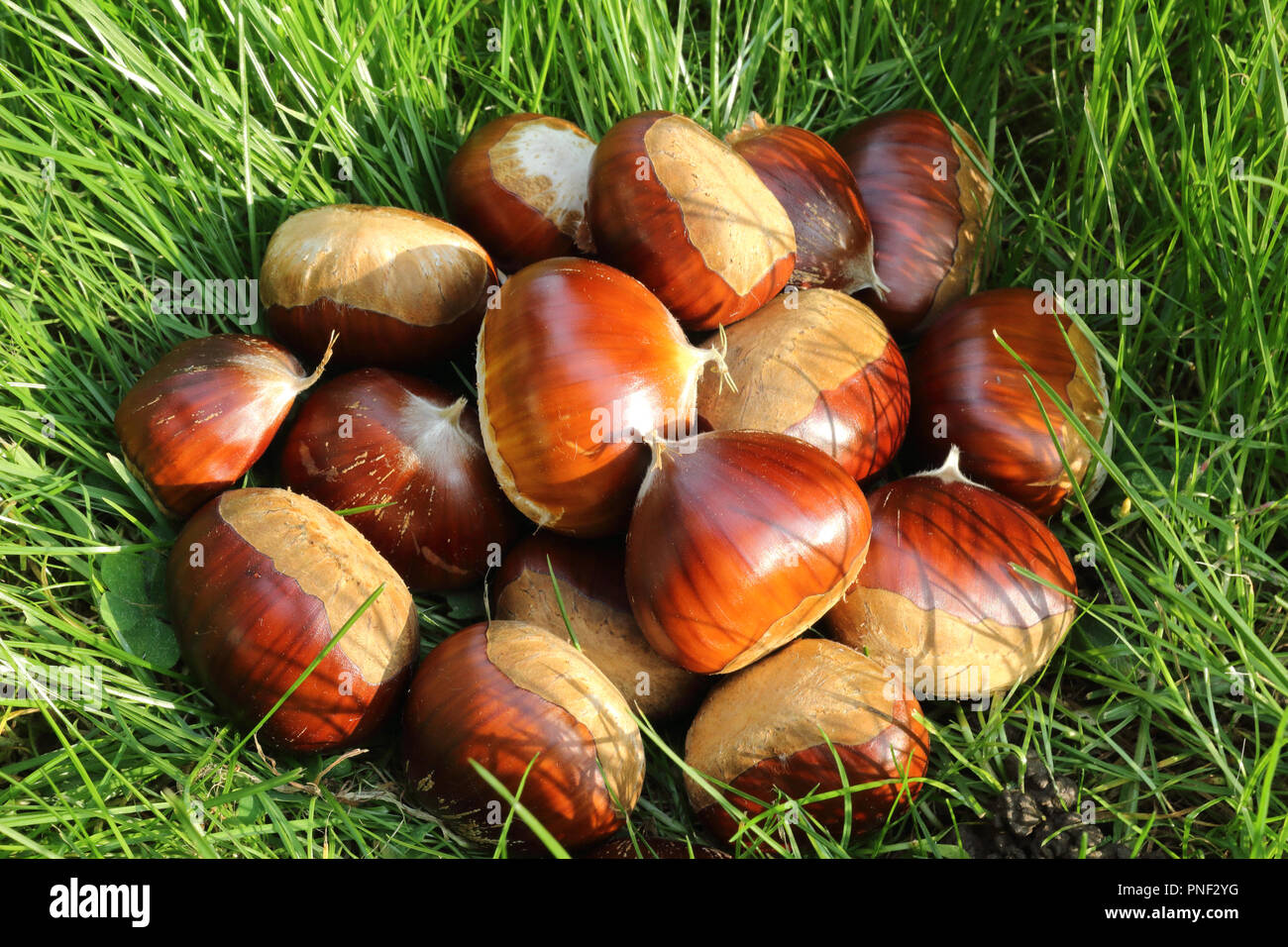 A stack of many Spanish chestnuts (Castanea sativa), at the sunlight ...