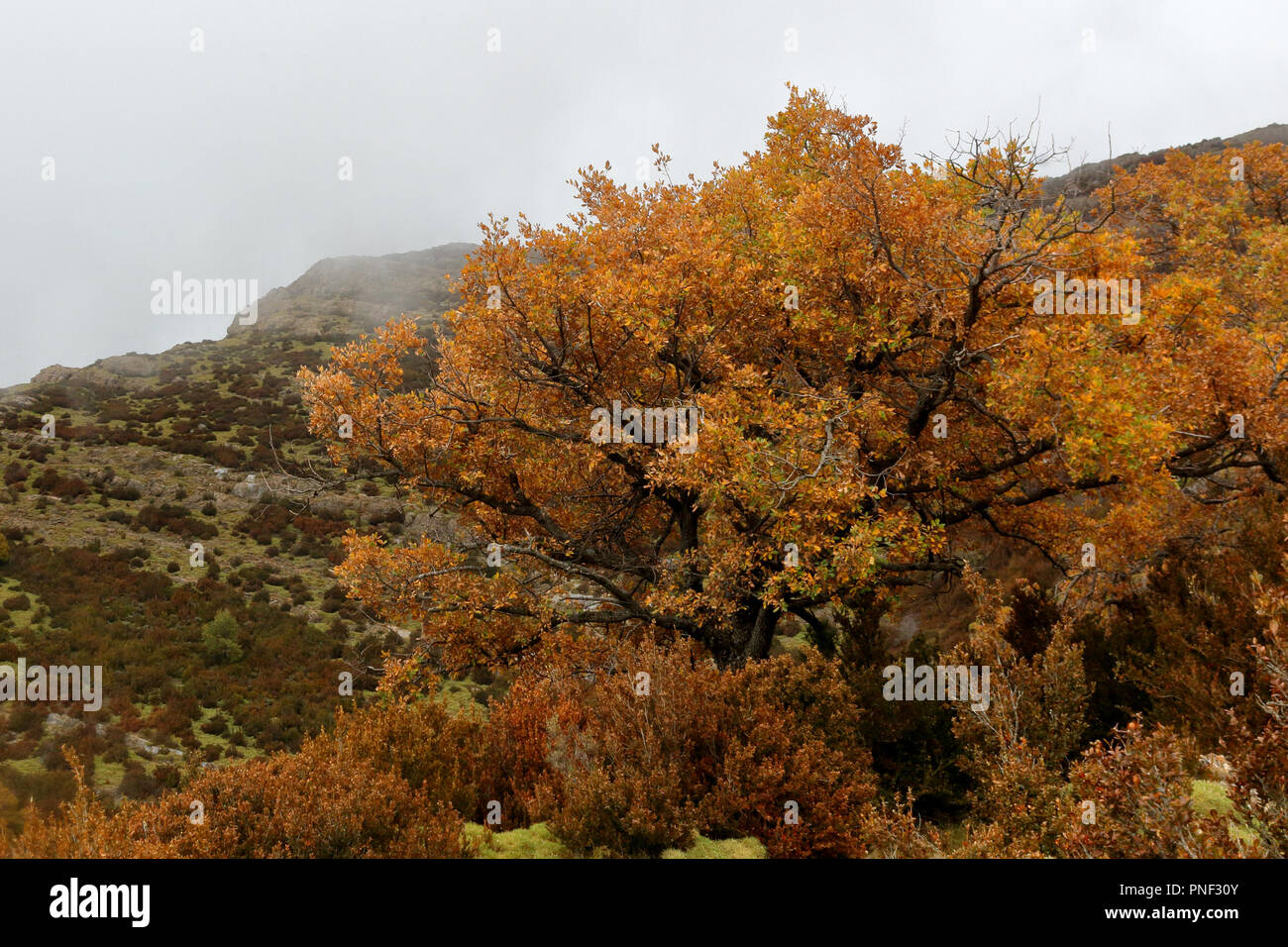 A big yellow tree in the foggy mountains and hills in autumn while ...