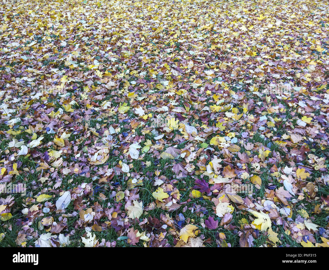 Many wet yellow maple leaf hi-res stock photography and images - Alamy