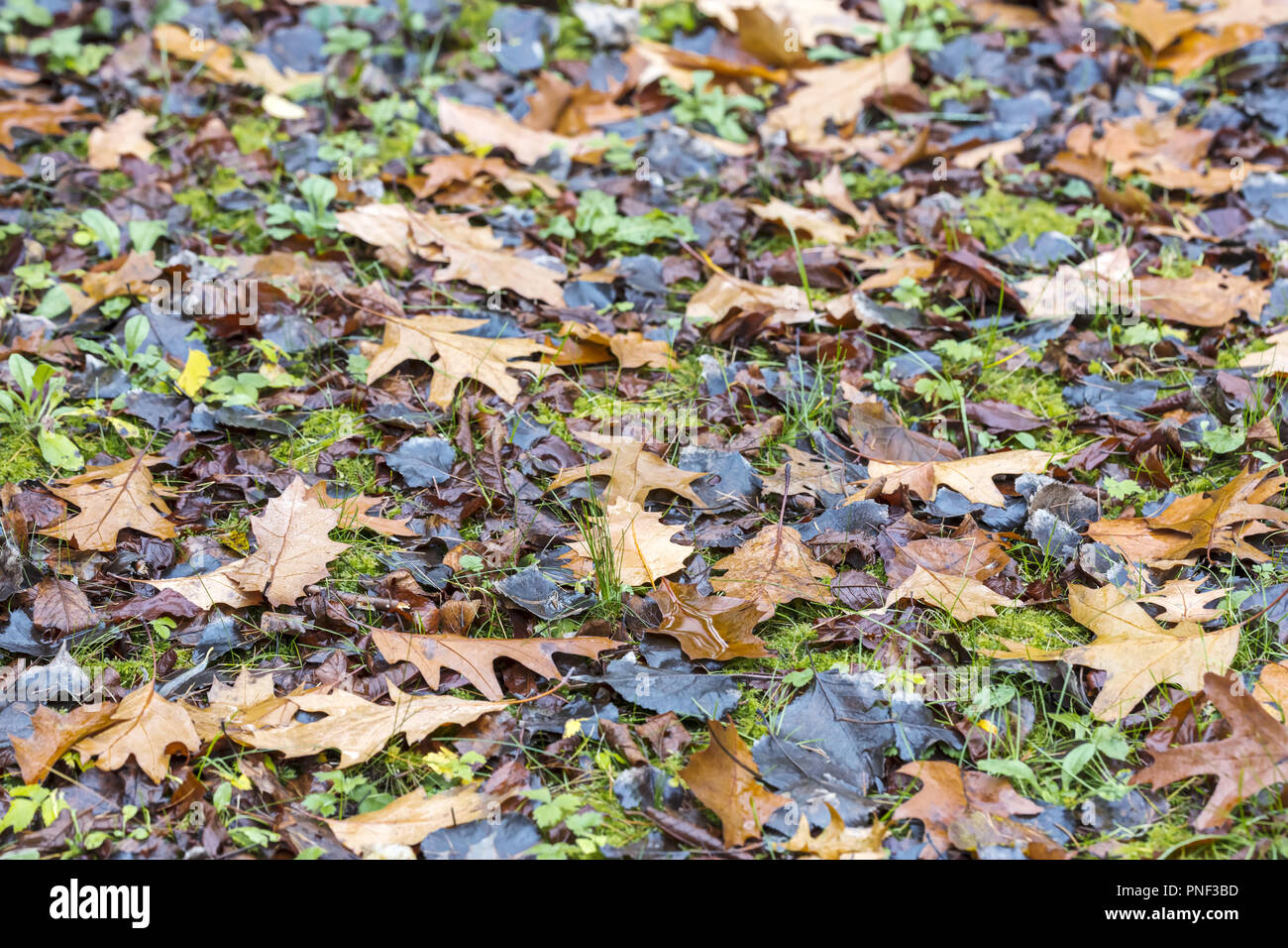 Wet foliage hi-res stock photography and images - Alamy