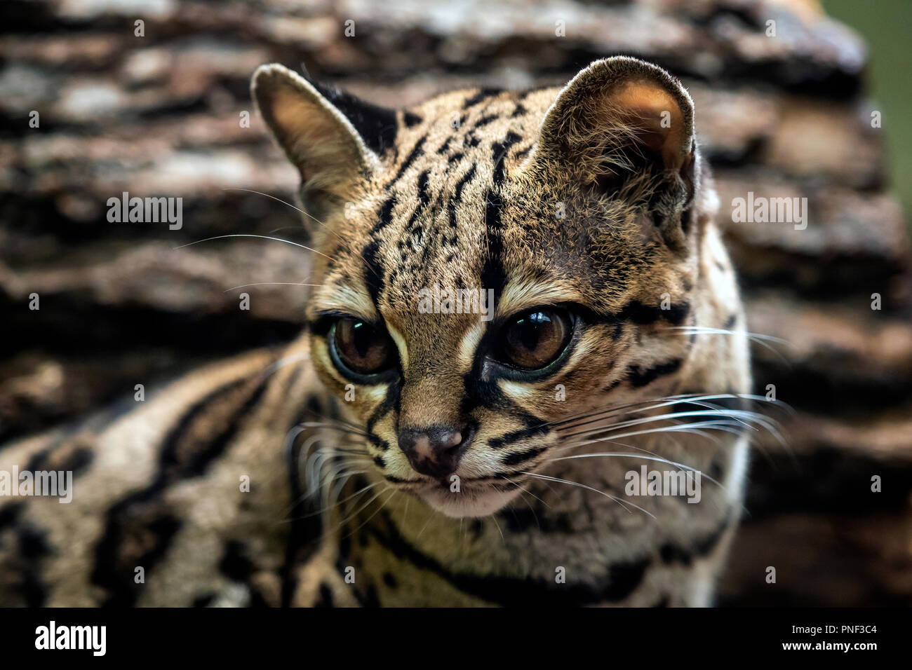 Margay hi-res stock photography and images - Alamy