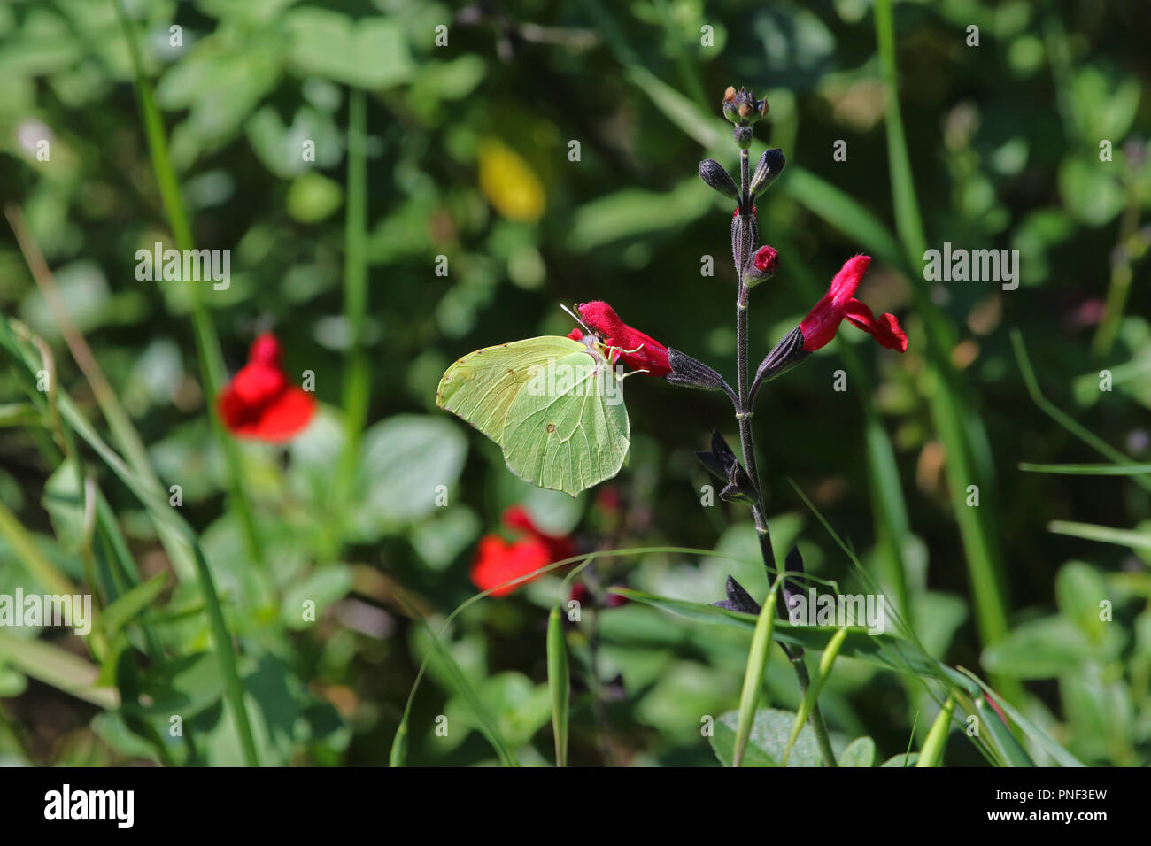 Royal red butterfly bush hi-res stock photography and images - Alamy