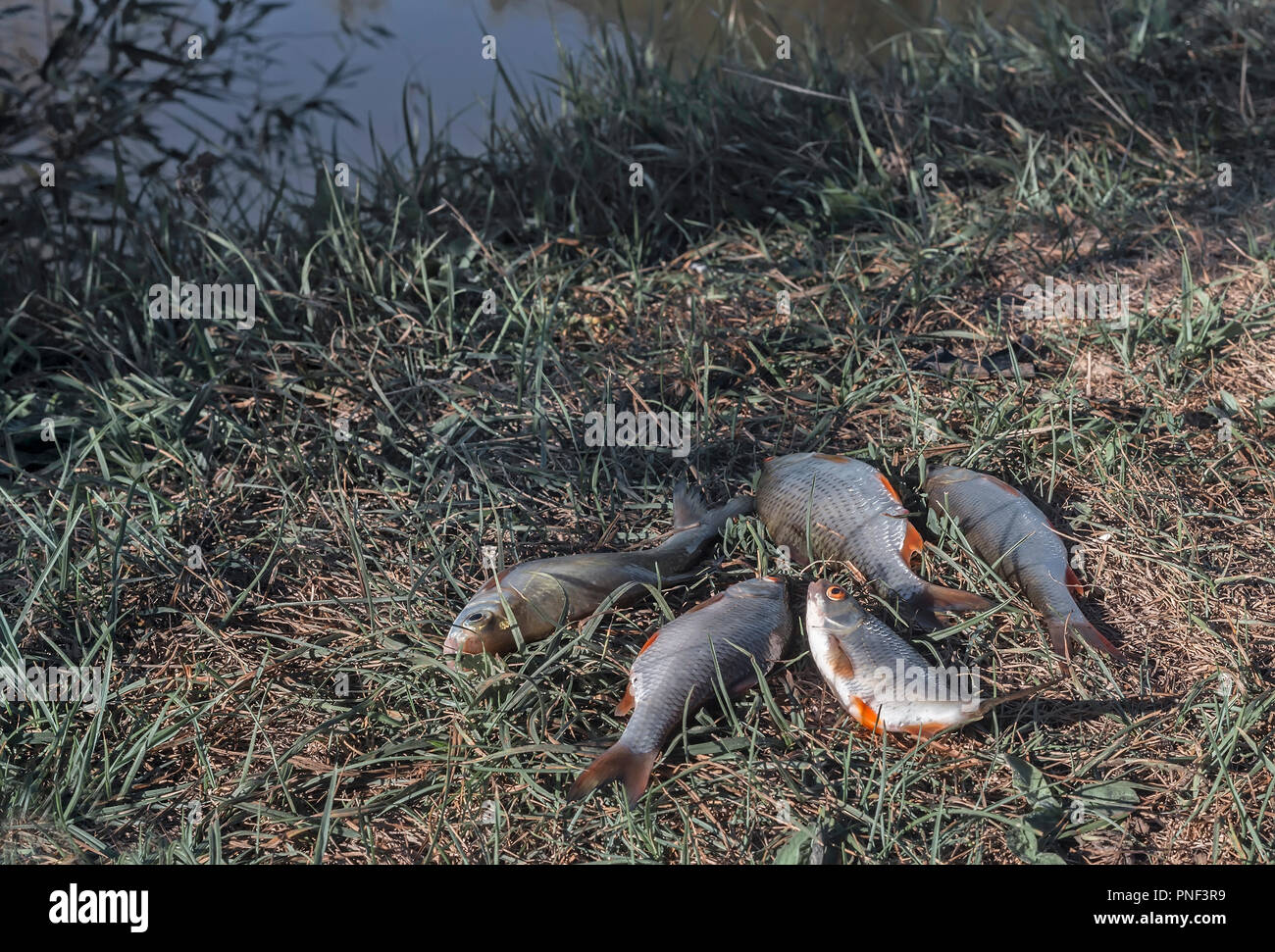 On the Bank of the river in the grass is fresh fish, which was caught ...