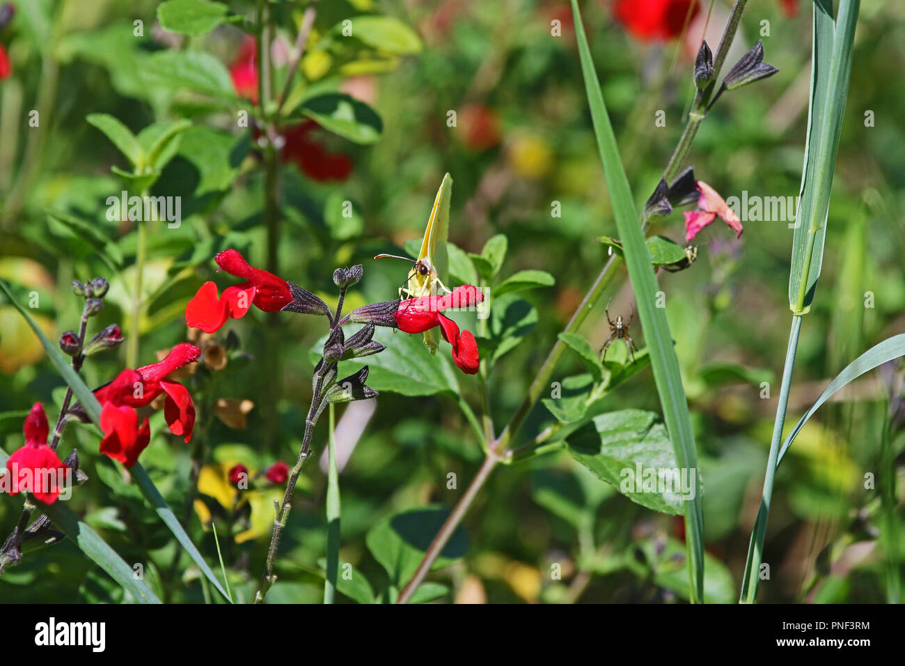 Royal red butterfly bush hi-res stock photography and images - Alamy