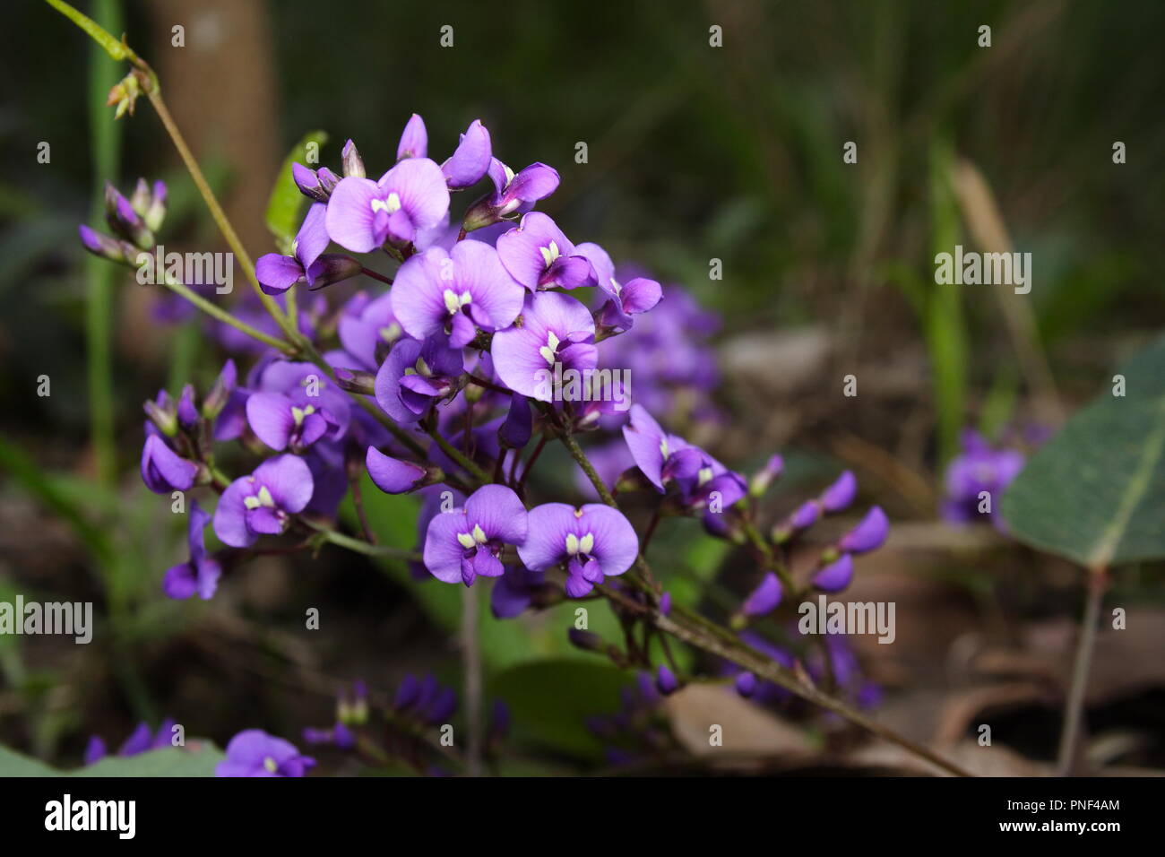 Australian native pea flower hi-res stock photography and images - Alamy