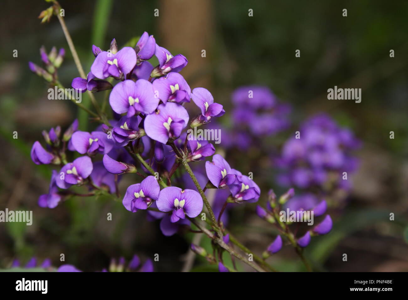 Australian native pea flower hi-res stock photography and images - Alamy