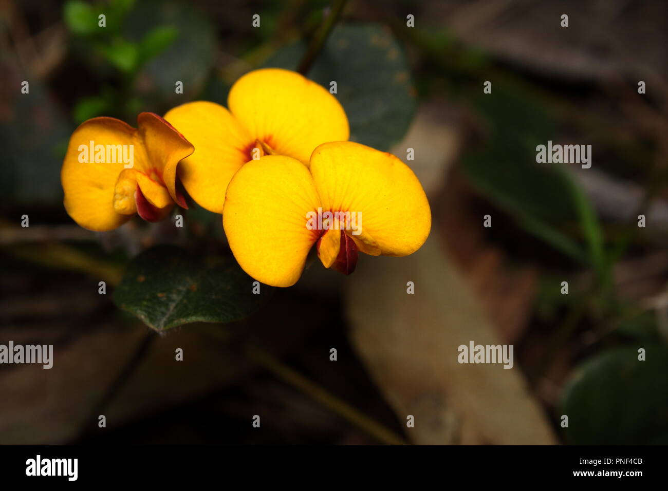Australian Native Pea Flower Stock Photo - Alamy