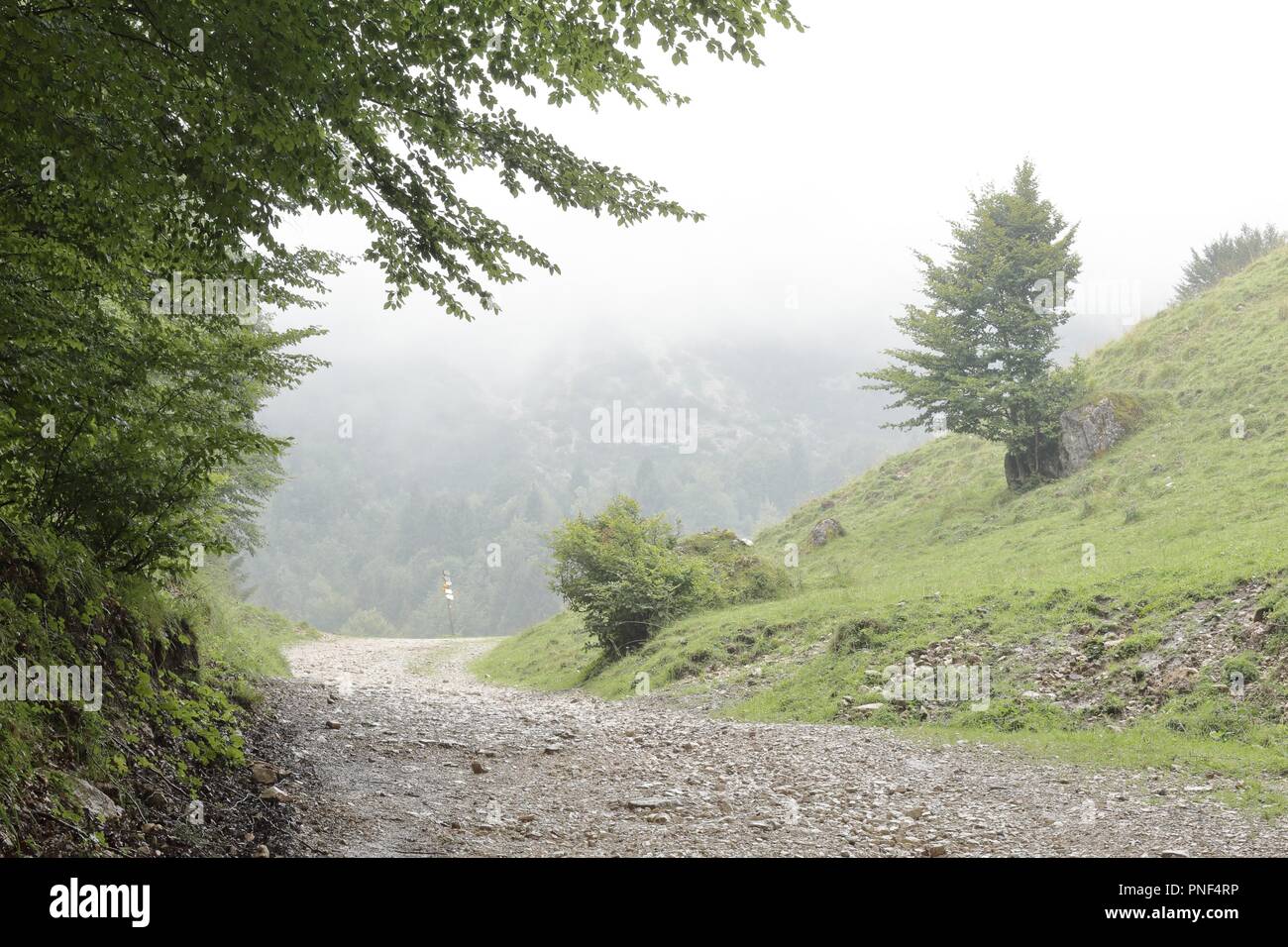 Aereal italy trees hi-res stock photography and images - Alamy