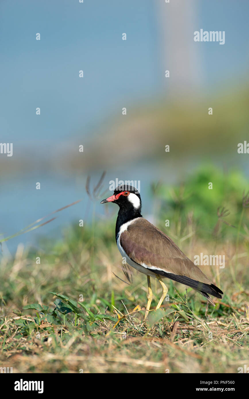 Red-wattled Lapwing (Vanellus indicus), Thailand Vanneau indien Stock ...