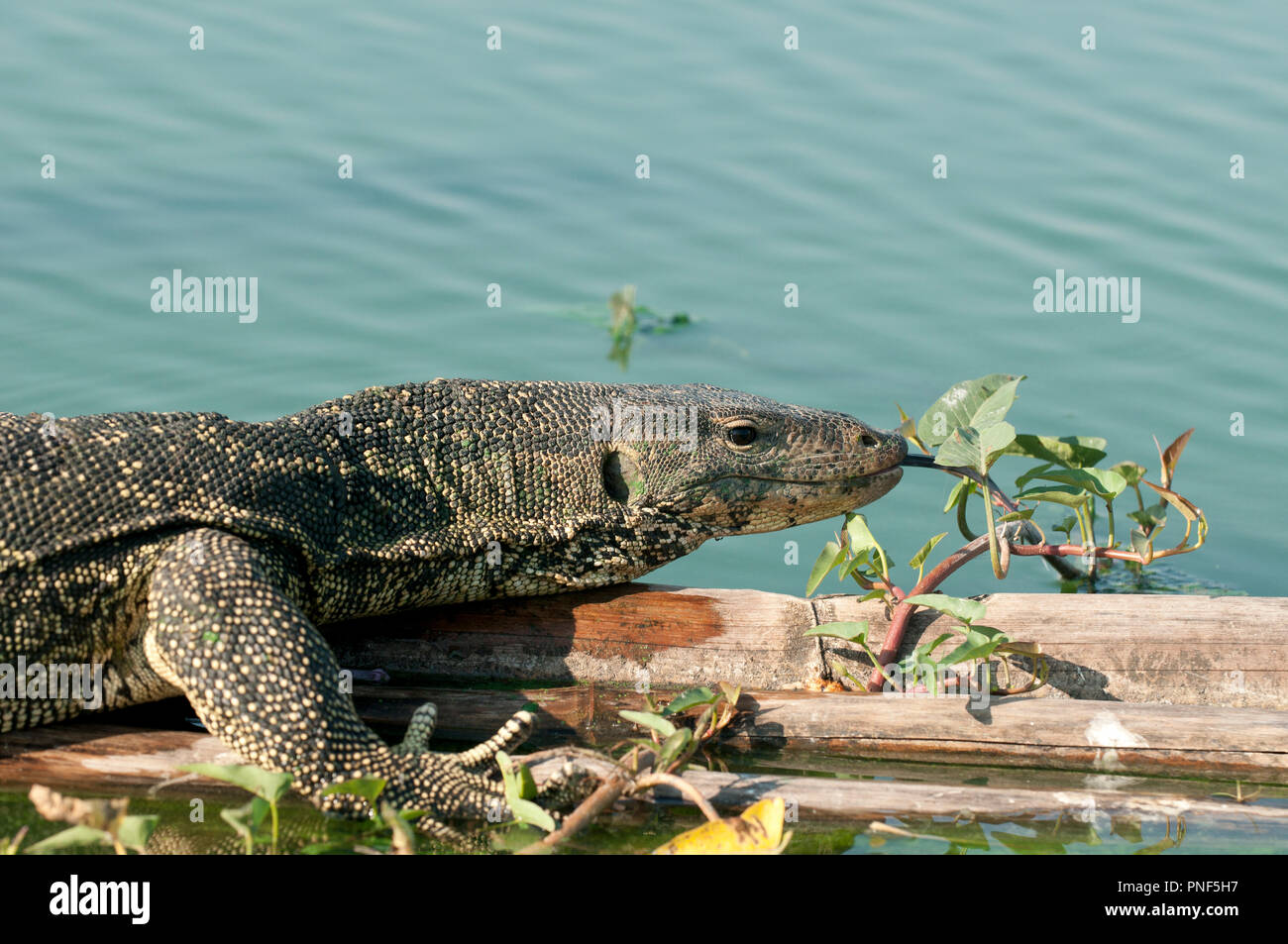 Water monitor lizard (Varanus salvator) Thailand Varan malais Stock ...