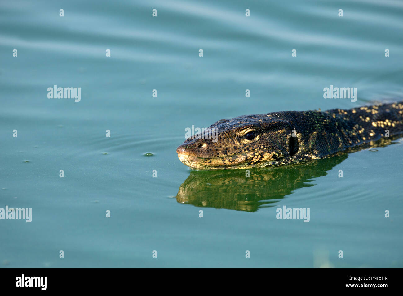 Water monitor lizard (Varanus salvator), Swimming, Thailand Varan ...