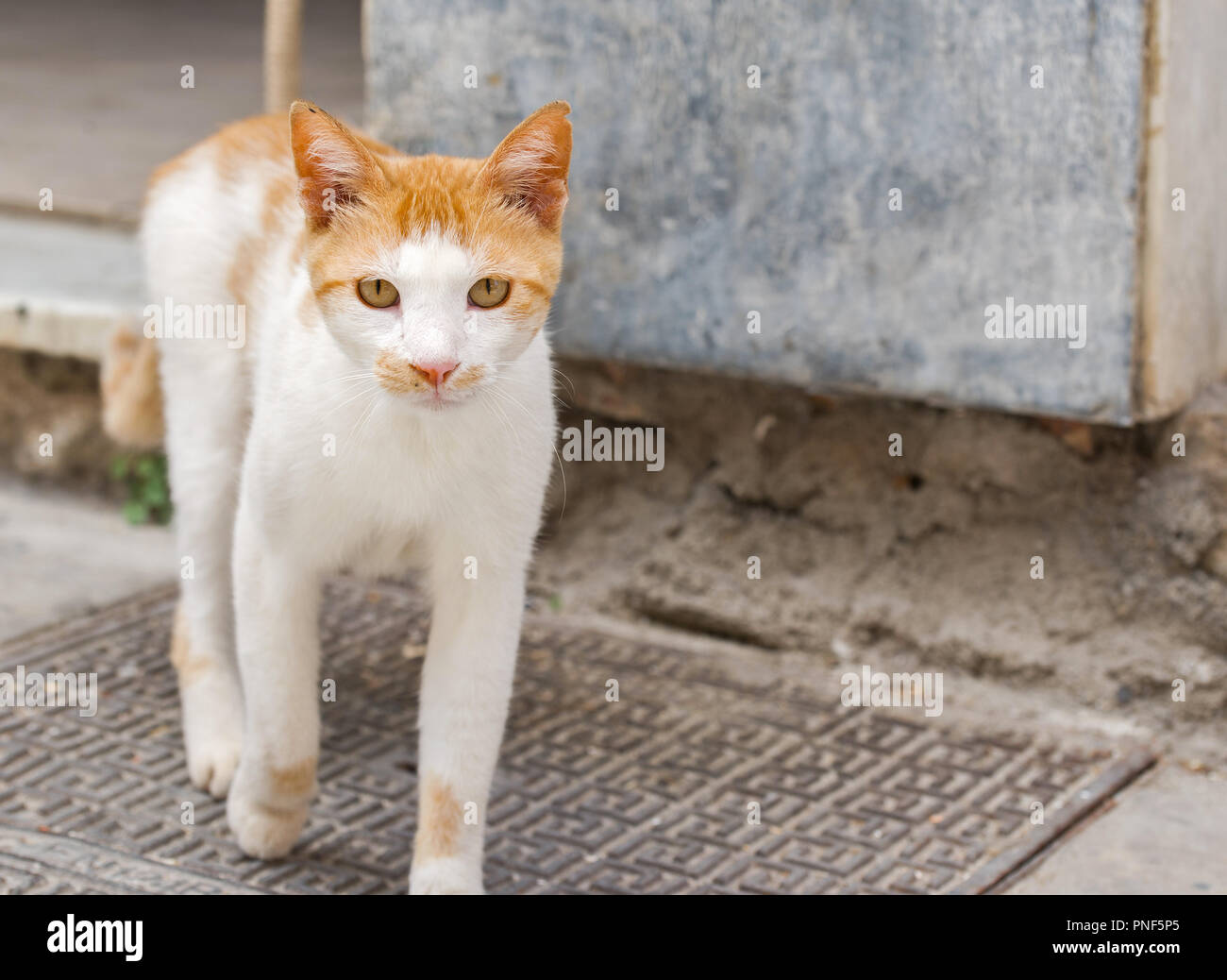 Ancient wild cat hi-res stock photography and images - Alamy