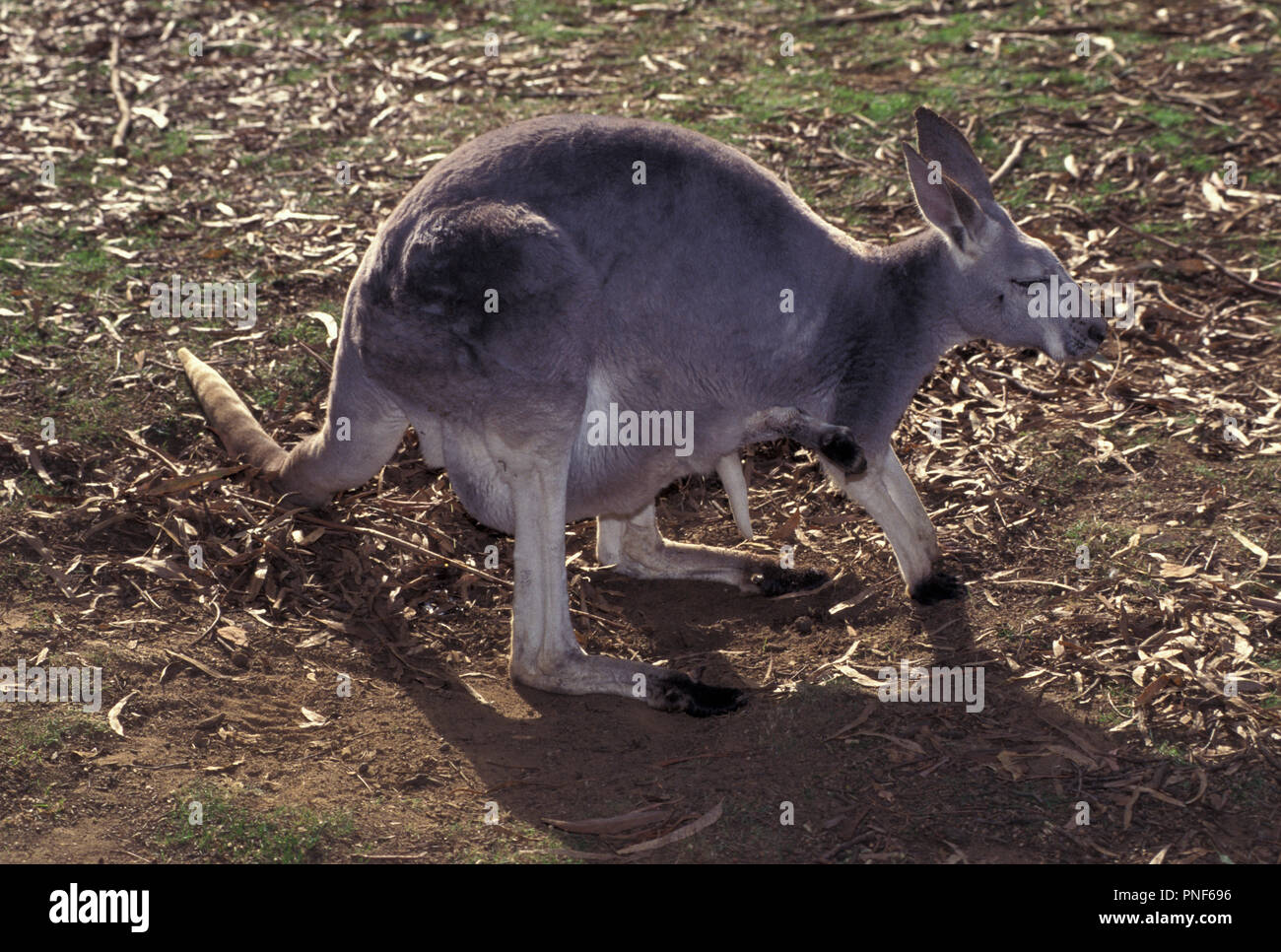 NOT 1059586 RED KANGAROO AND JOEY in pouch Macropus rufus Australia ...