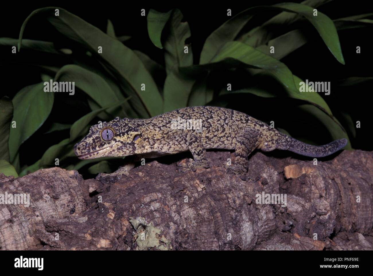 NOT 1084757 GARGOYLE GECKO Rhacodactylus auriculatus New Caledonian ...