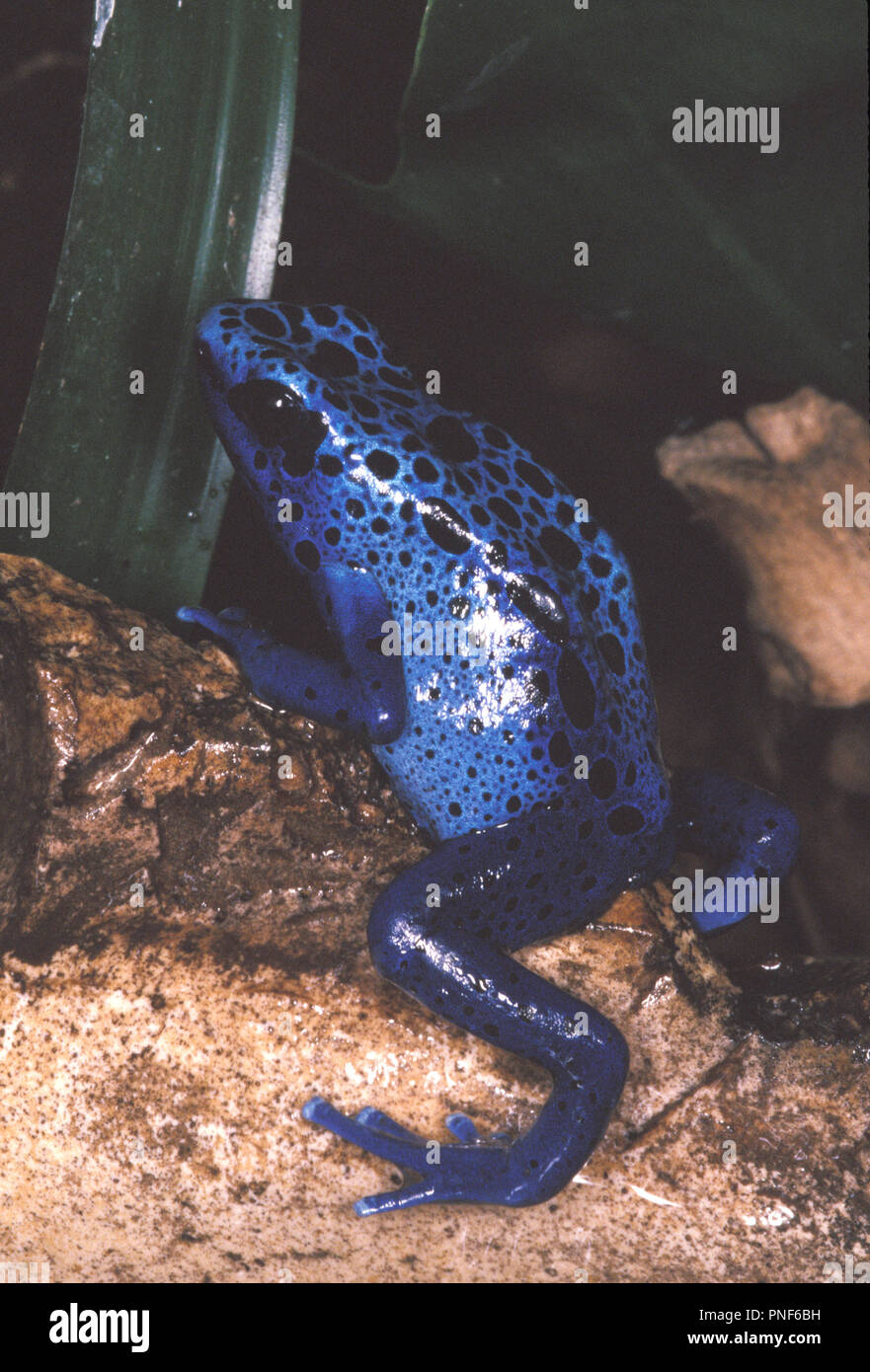 NOT 1085408 POISON DART FROG Dendrobates azureus southern Suriname and ...