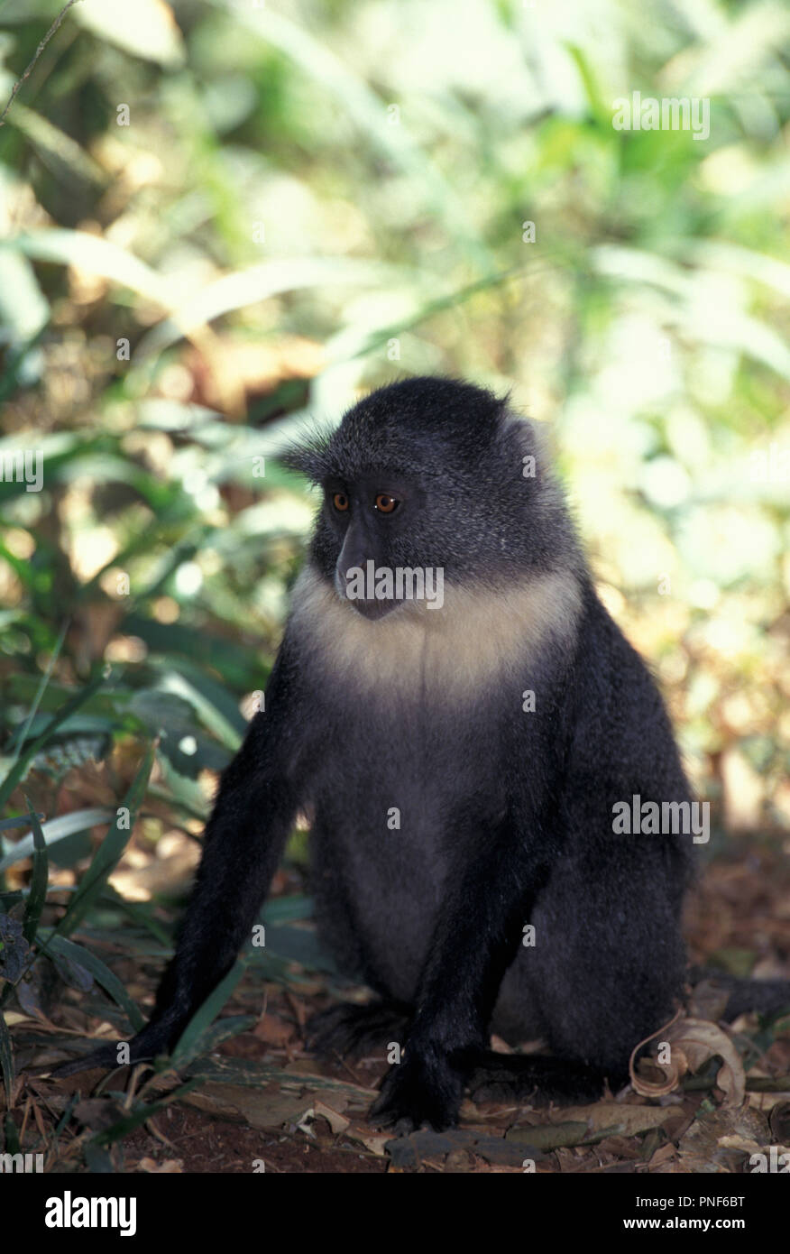 NOT 1219524 BLUE MONKEY Cercopithecus mitis Diademed Monkey Stock Photo ...